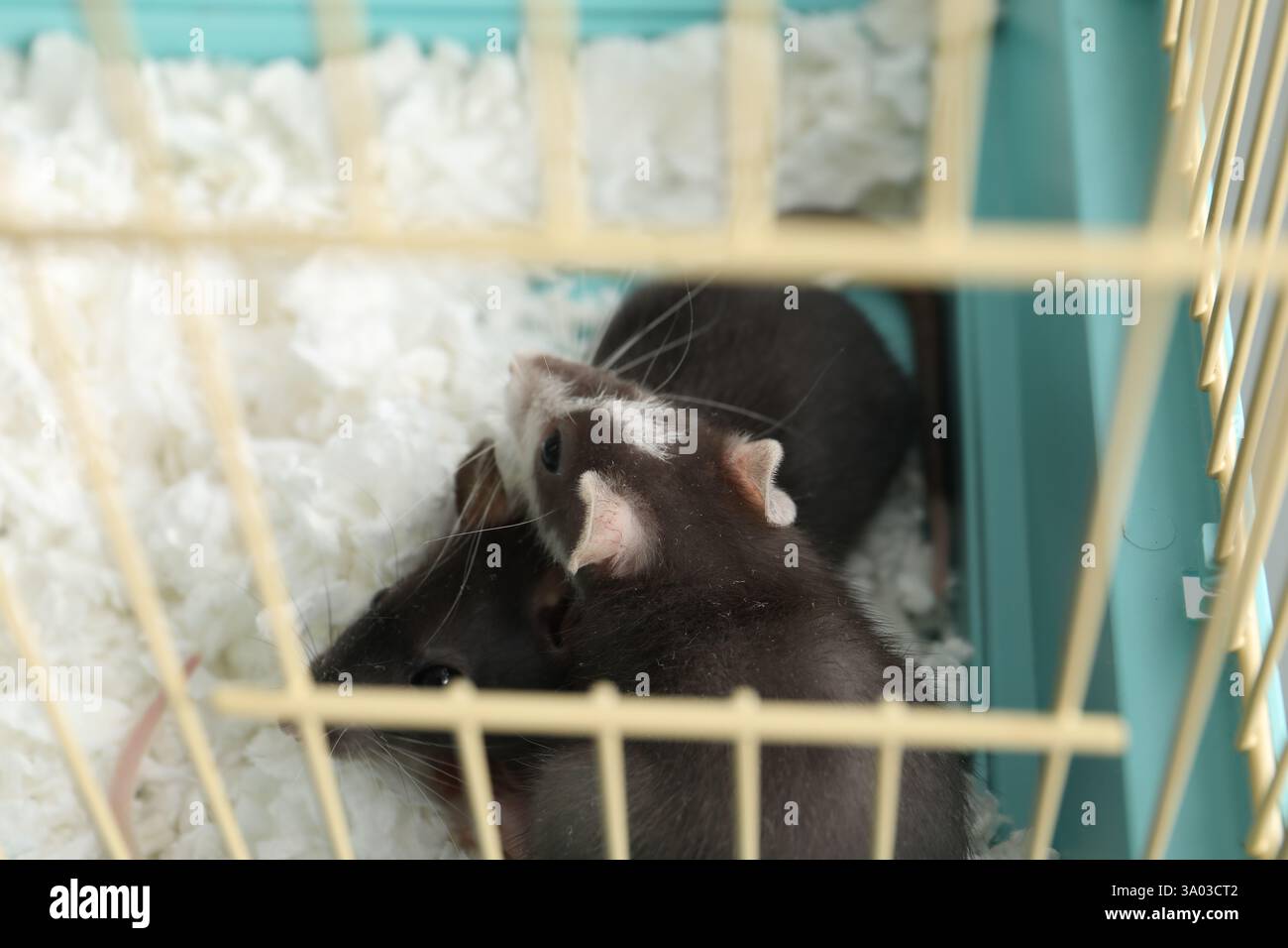 Two adorable little rats in cage, closeup Stock Photo - Alamy