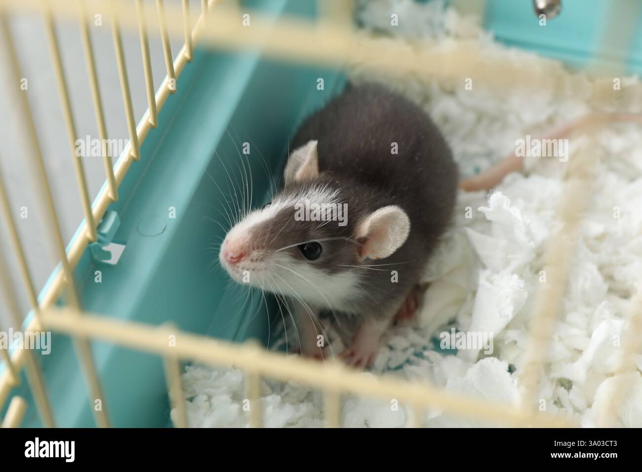 One adorable little rat in cage. Cute pet Stock Photo - Alamy
