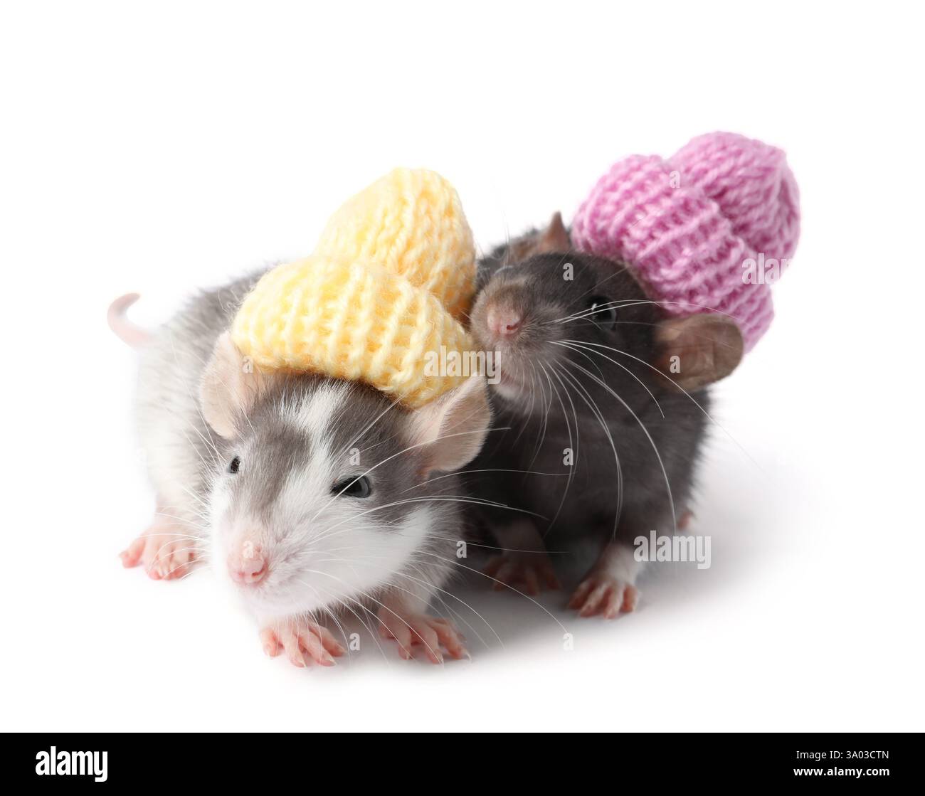 Cute rats in hats on white background Stock Photo - Alamy
