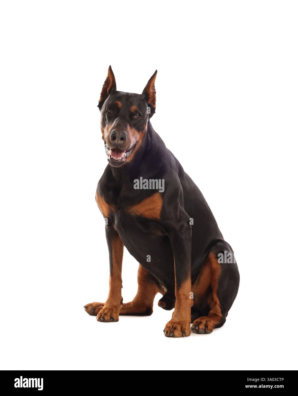 Adorable Doberman sitting on white background. Domestic pet Stock Photo ...