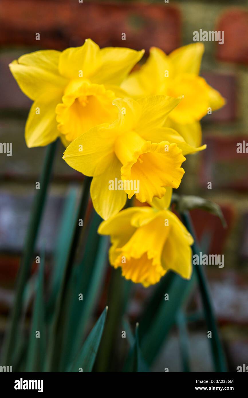 Native english daffodils hi-res stock photography and images - Alamy