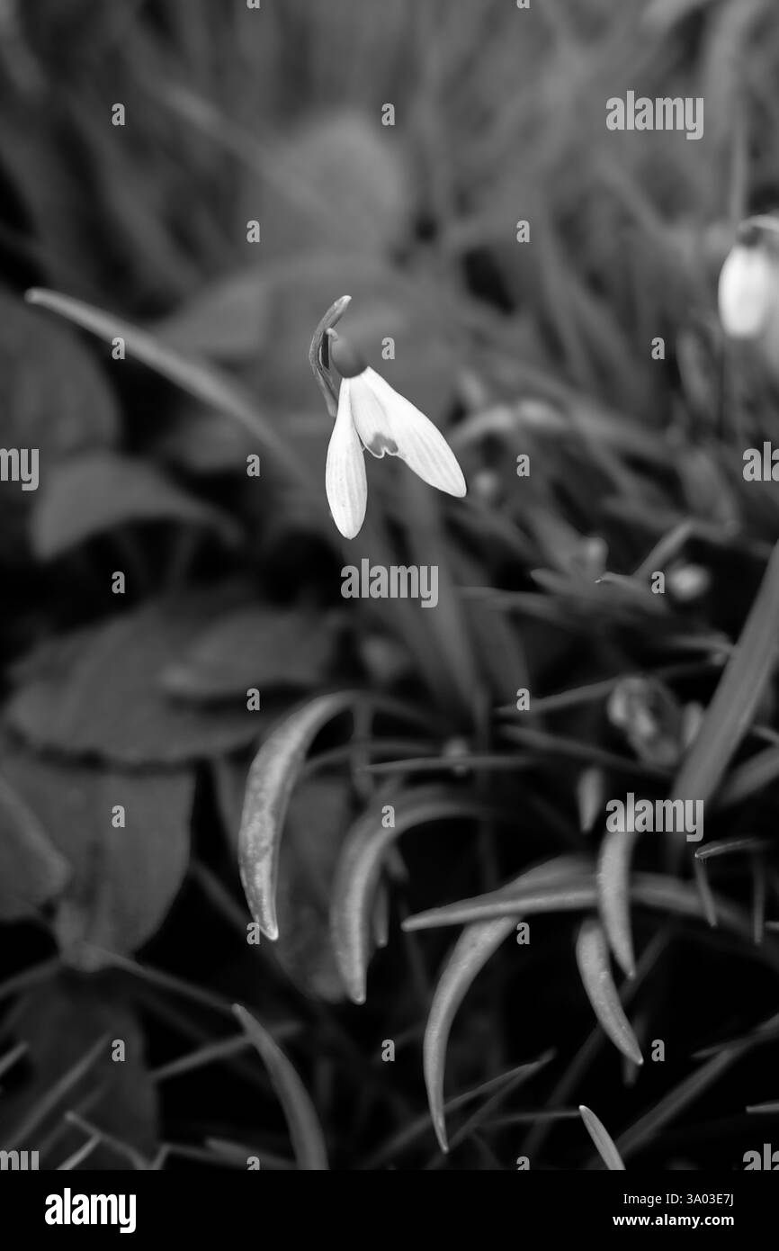 Black and white capture of a solitary snowdrop (Galanthus) in an ...