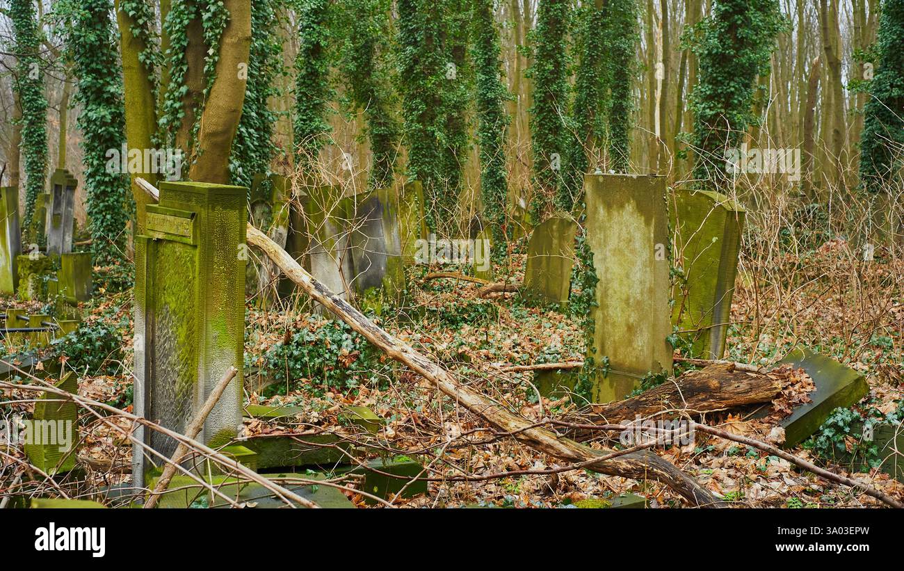 Overgrown Jewish Cemetery with Mossy Tombstones in an Autumn Forest ...