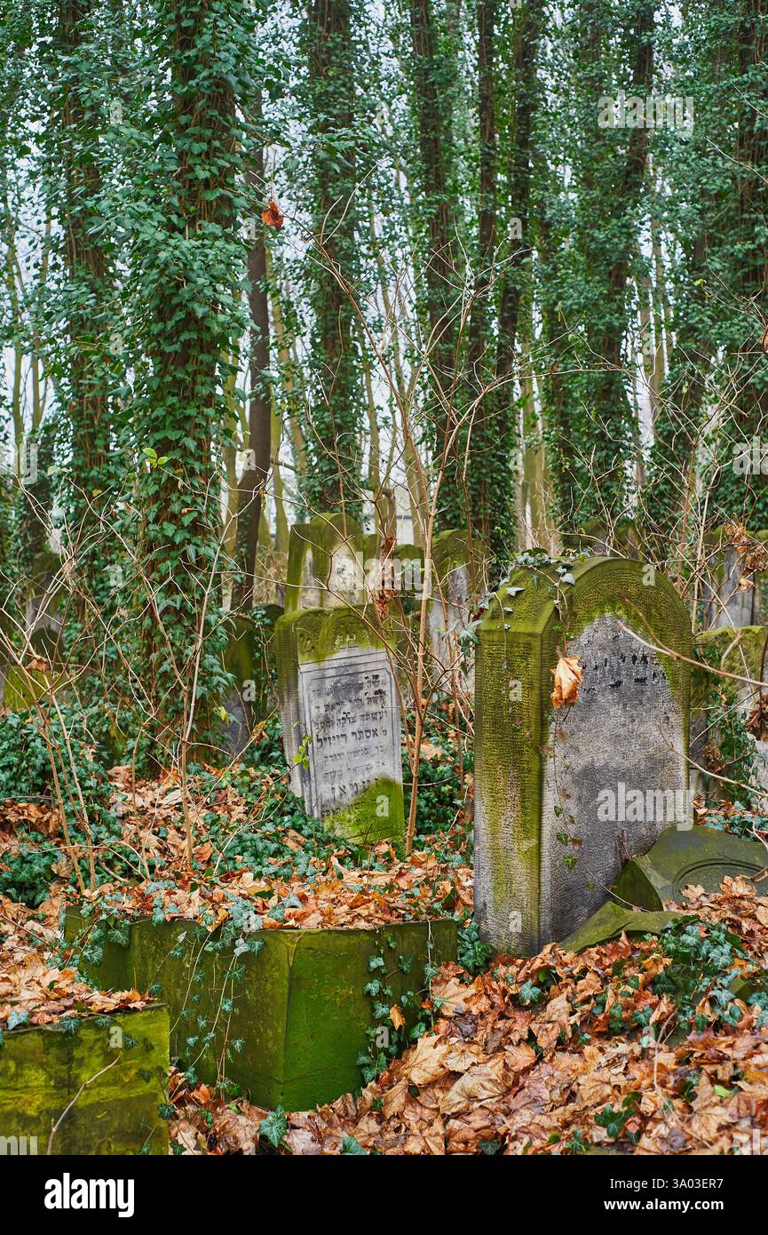 Overgrown Jewish Cemetery with Mossy Tombstones in an Autumn Forest ...