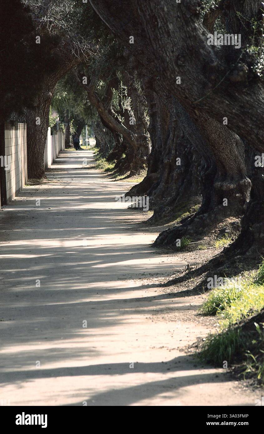 Los Angeles, CA, USA, 2002. Historic Lassen Street Olive Trees in ...