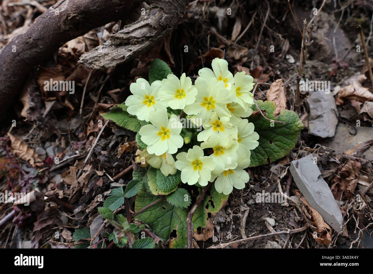 Wild primrose hi-res stock photography and images - Alamy