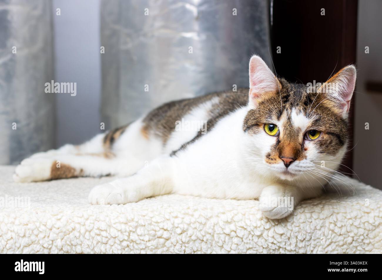A fluffy cat is peacefully laying on a cozy blanket while curiously ...