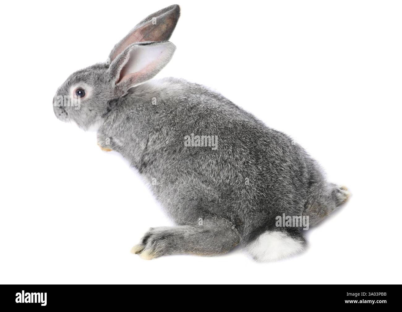 Fluffy grey rabbit on white background. Cute pet Stock Photo - Alamy