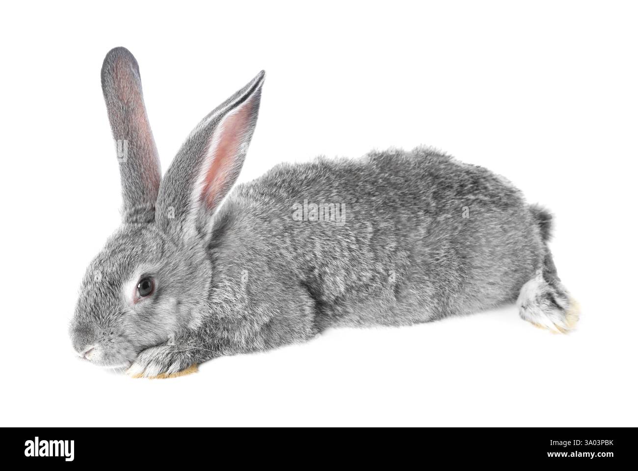 Fluffy grey rabbit on white background. Cute pet Stock Photo - Alamy