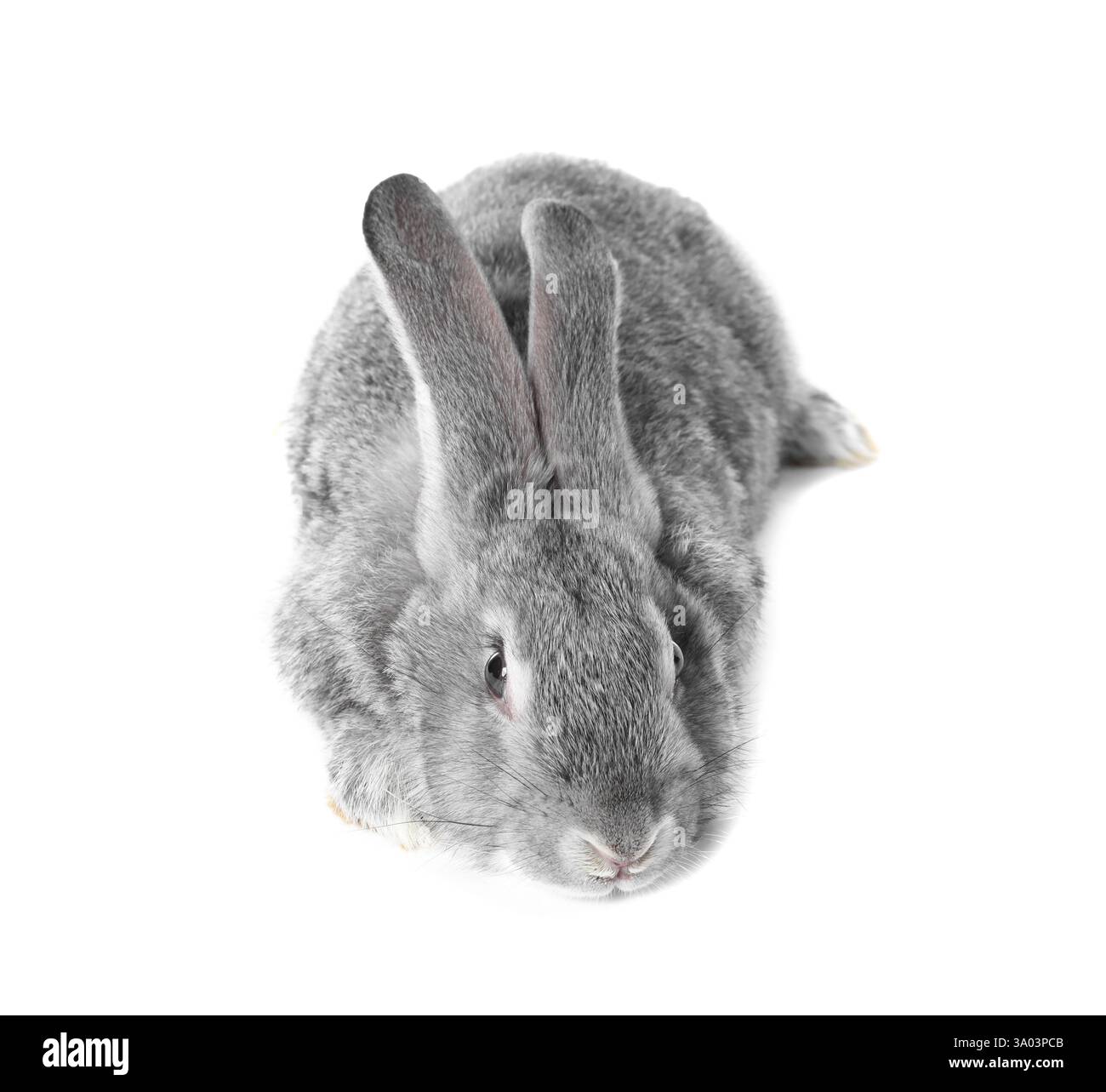 Fluffy grey rabbit on white background. Cute pet Stock Photo - Alamy