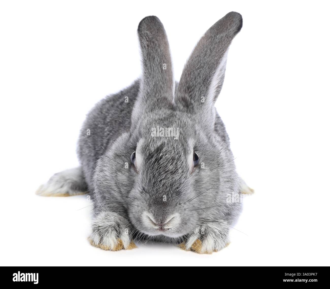 Fluffy grey rabbit on white background. Cute pet Stock Photo - Alamy