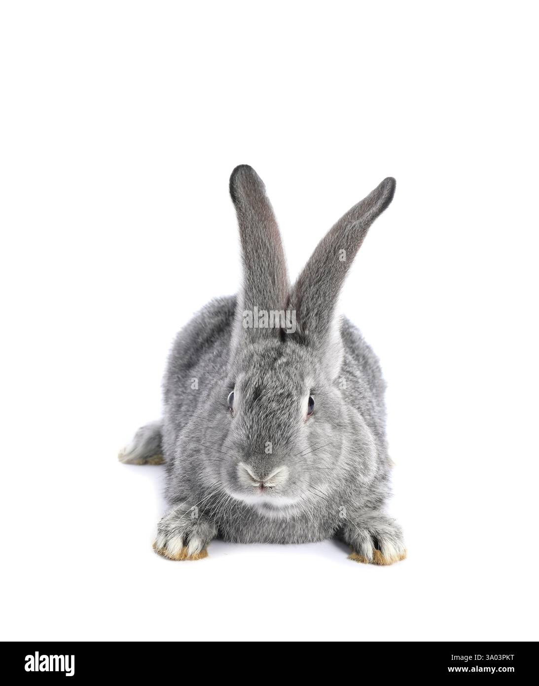 Fluffy grey rabbit on white background. Cute pet Stock Photo - Alamy