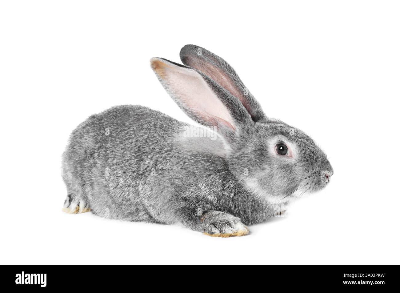 Fluffy grey rabbit on white background. Cute pet Stock Photo - Alamy