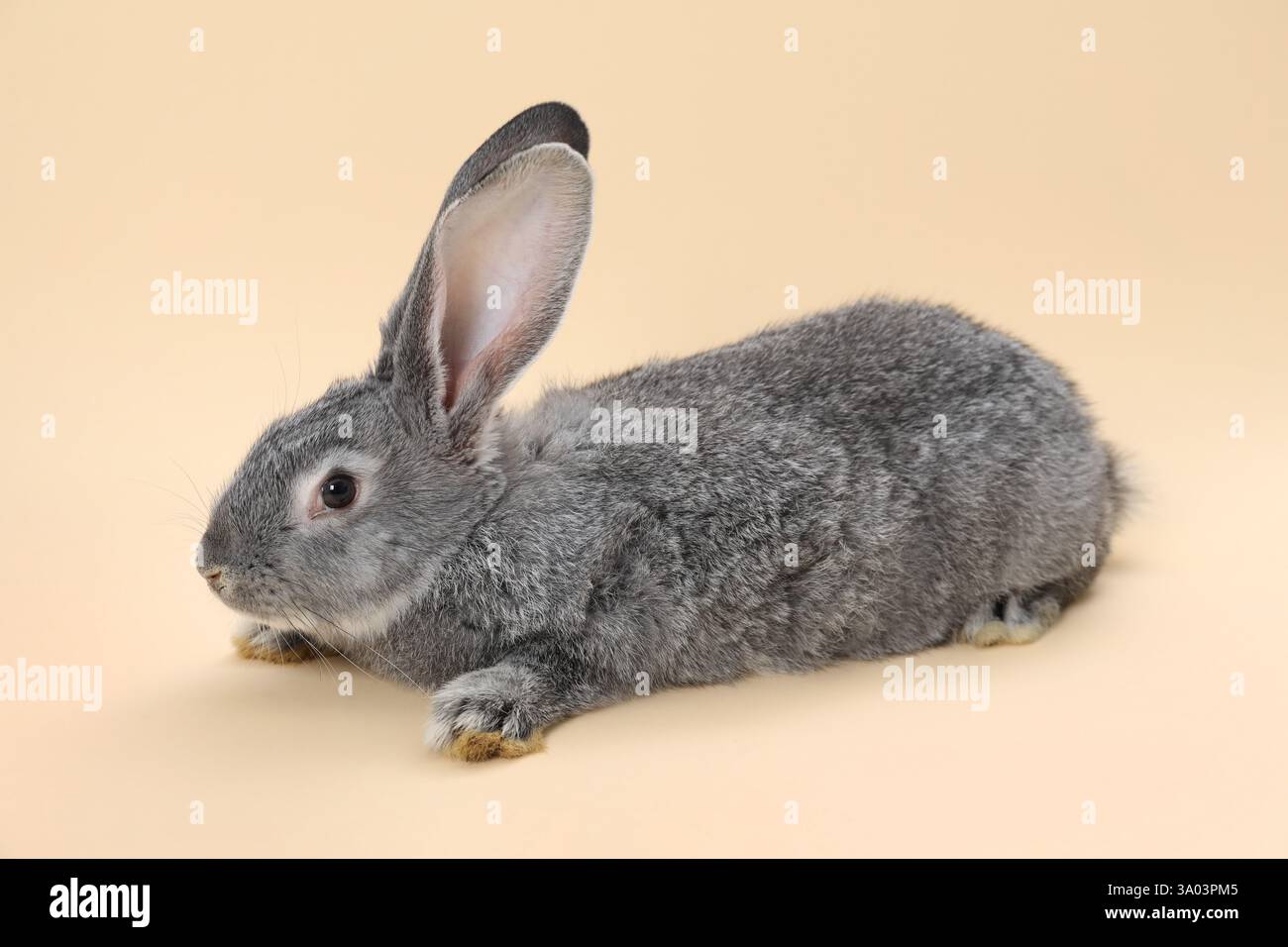 Fluffy grey rabbit on beige background. Cute pet Stock Photo - Alamy