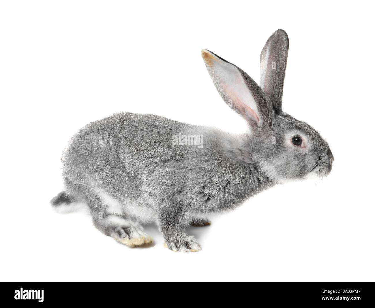 Fluffy grey rabbit on white background. Cute pet Stock Photo - Alamy