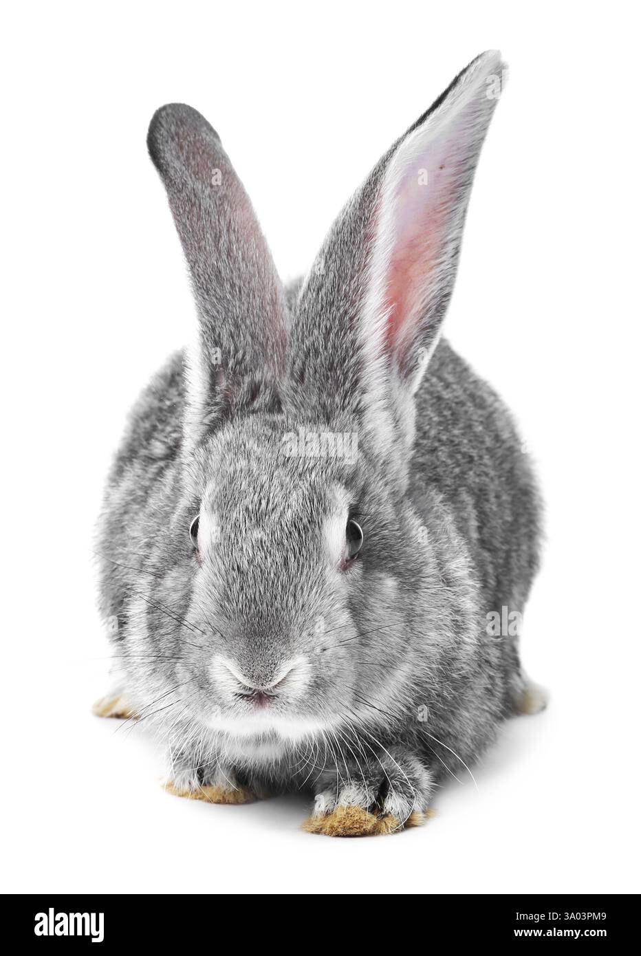 Fluffy grey rabbit on white background. Cute pet Stock Photo - Alamy