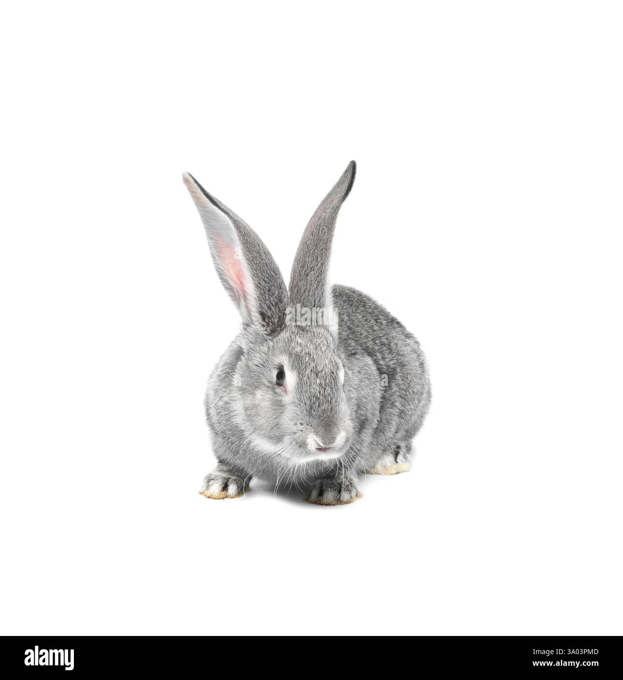 Fluffy grey rabbit on white background. Cute pet Stock Photo - Alamy