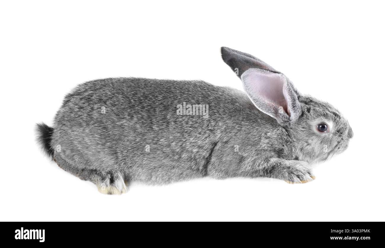 Fluffy grey rabbit on white background. Cute pet Stock Photo - Alamy