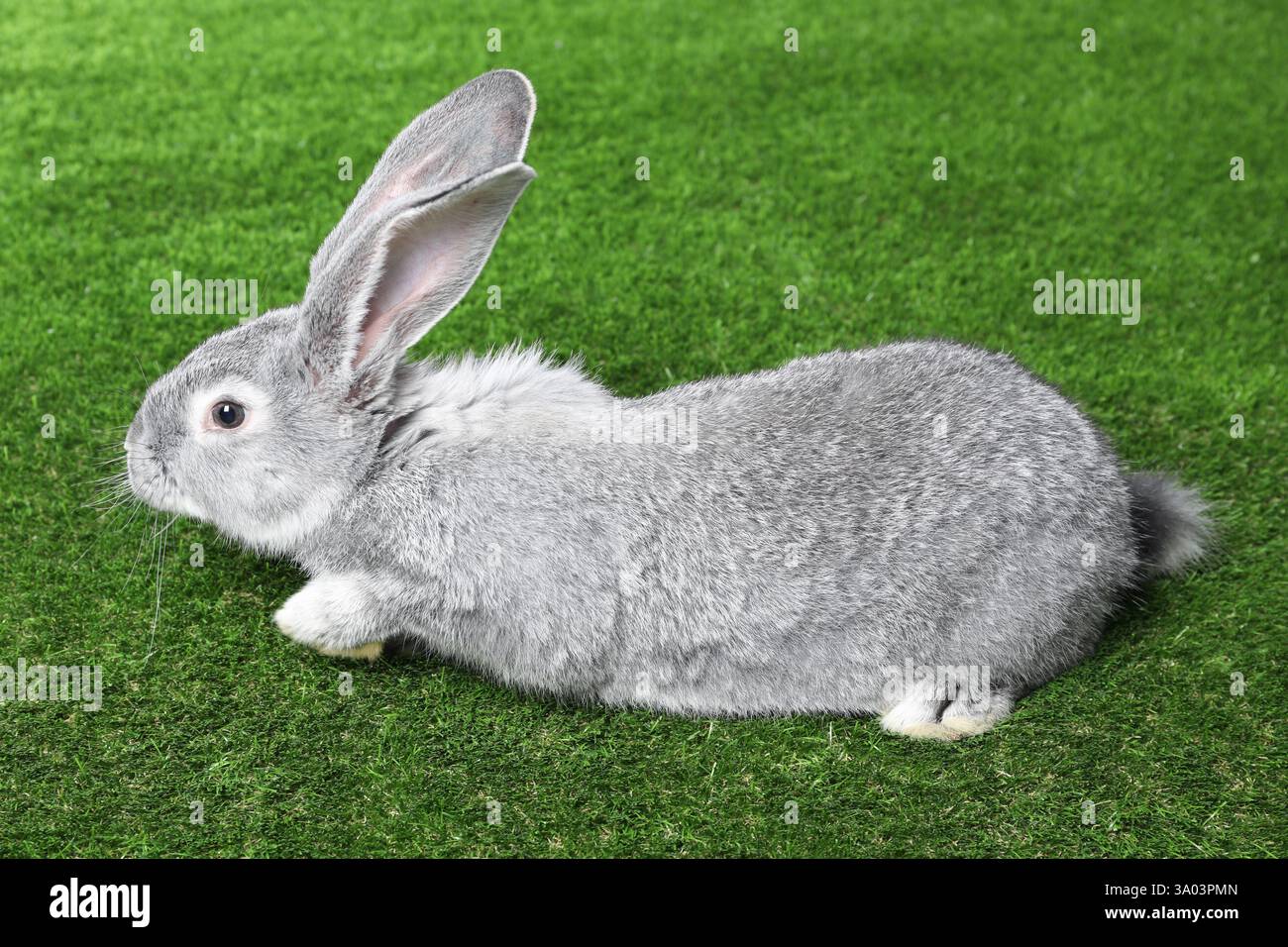 Fluffy grey rabbit on green grass. Cute pet Stock Photo - Alamy