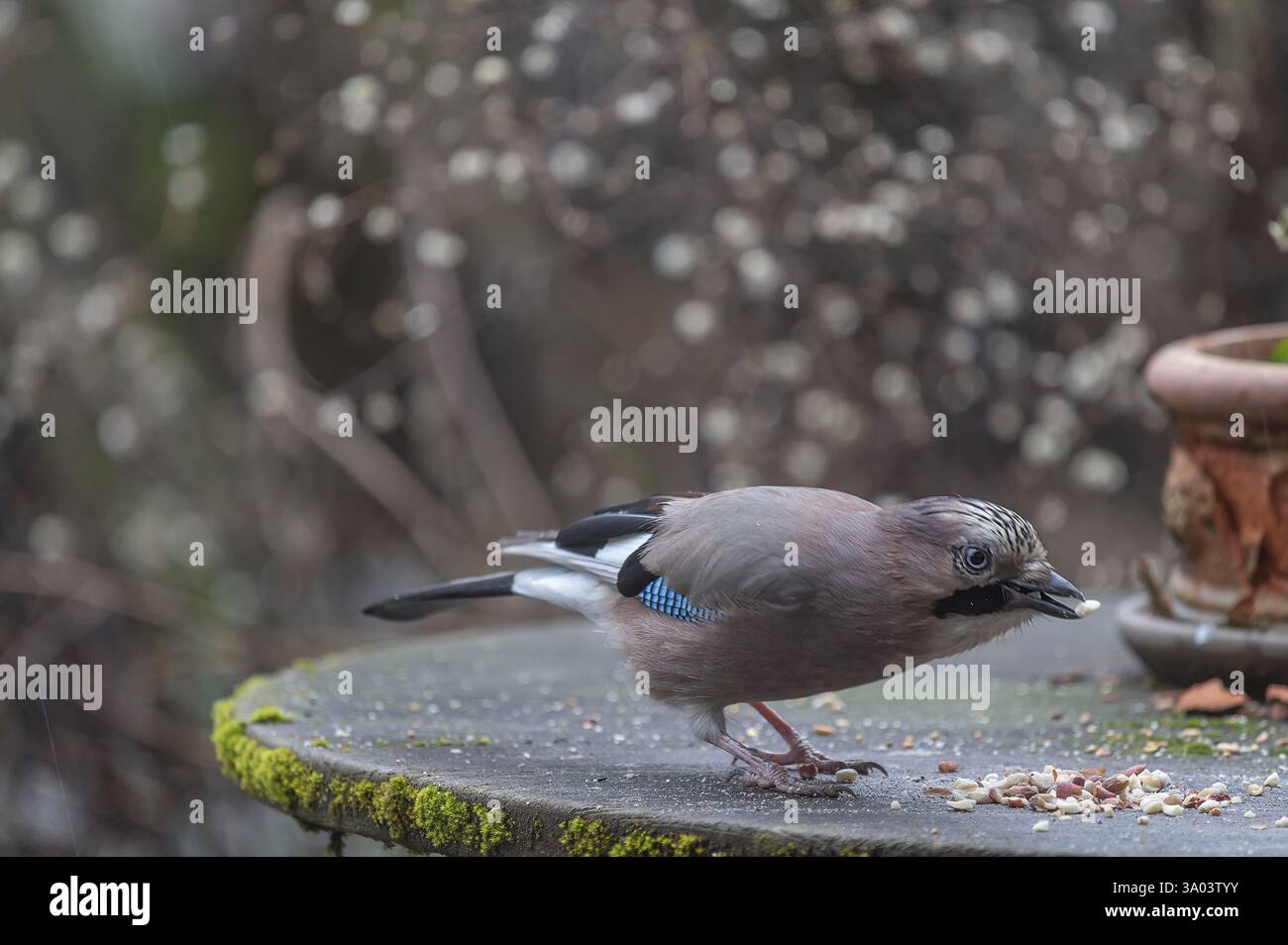 Eurasian jay (Garrulus glandarius) fetching nuts from the patio table ...