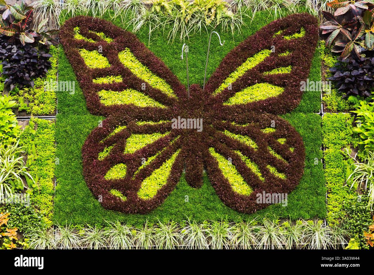 Monarch butterfly sculpture designed with live green and maroon ...