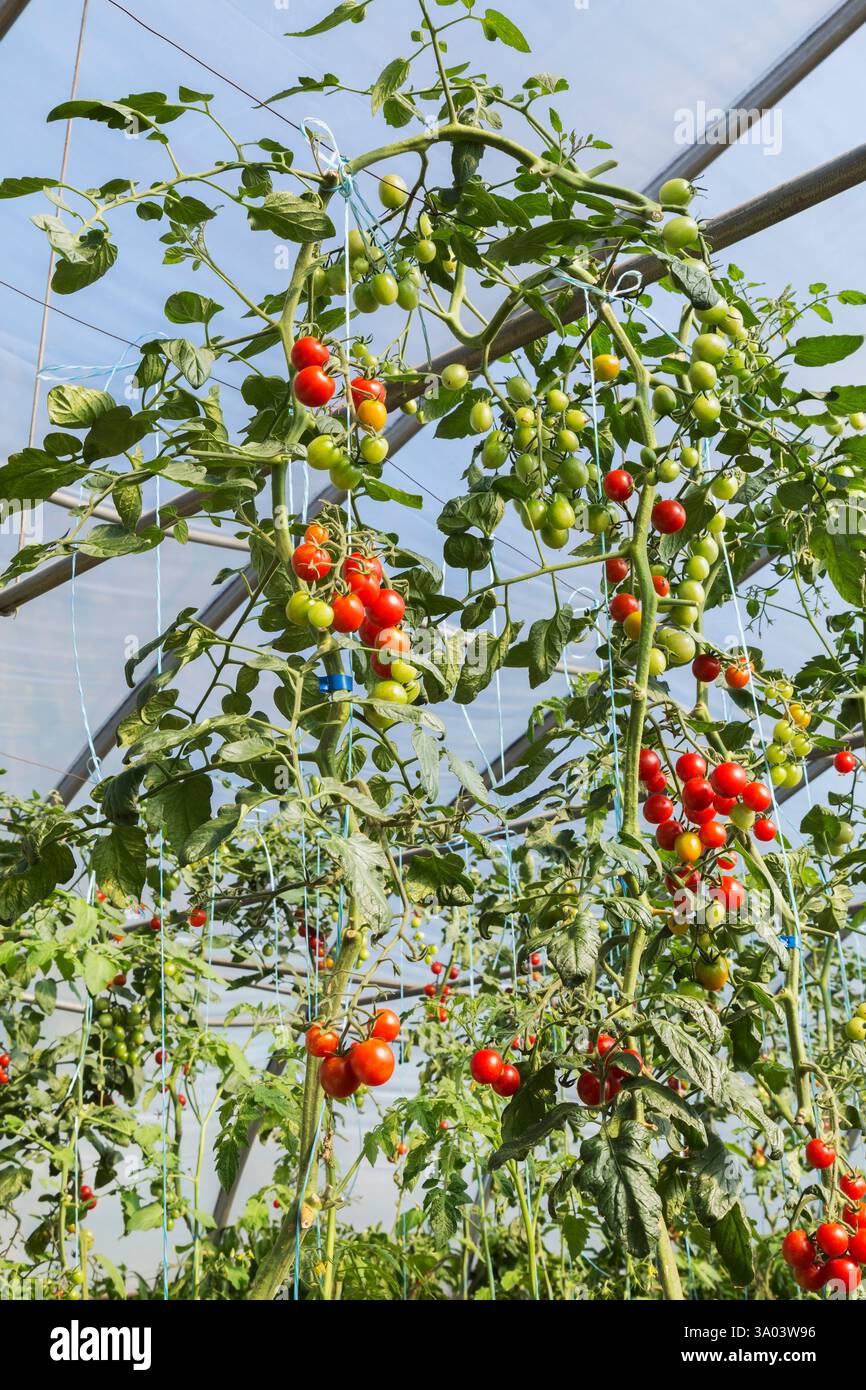 Solanum lycopersicum var. cerasiforme - Cherry tomato plants being ...