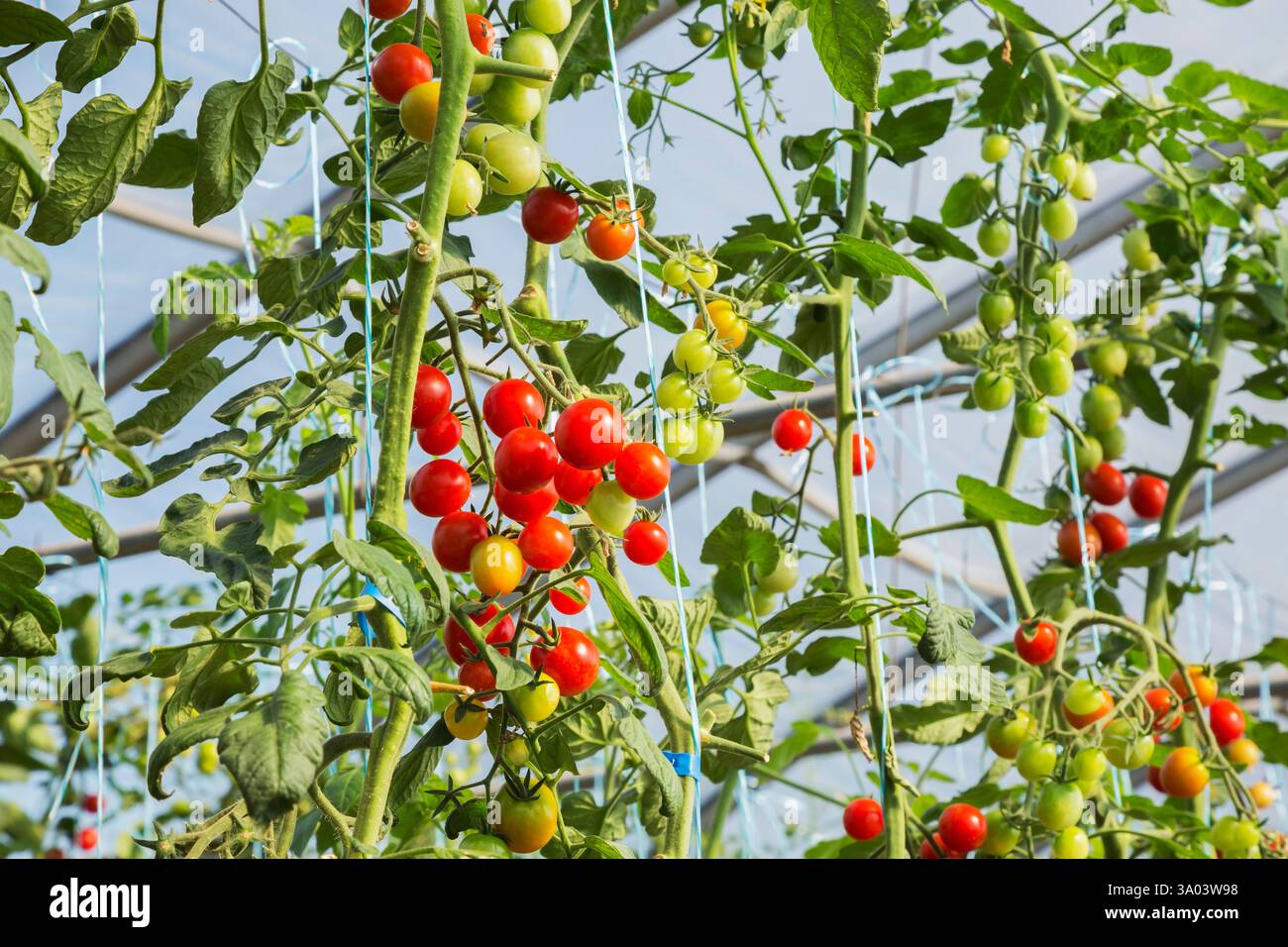 Solanum lycopersicum var. cerasiforme - Cherry tomato plants being ...