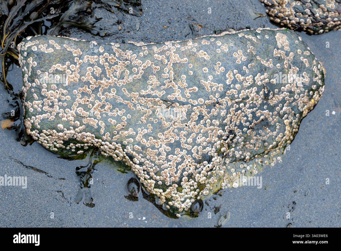 A wet barnacle covered rock on a sandy beach. The beach and the rock ...