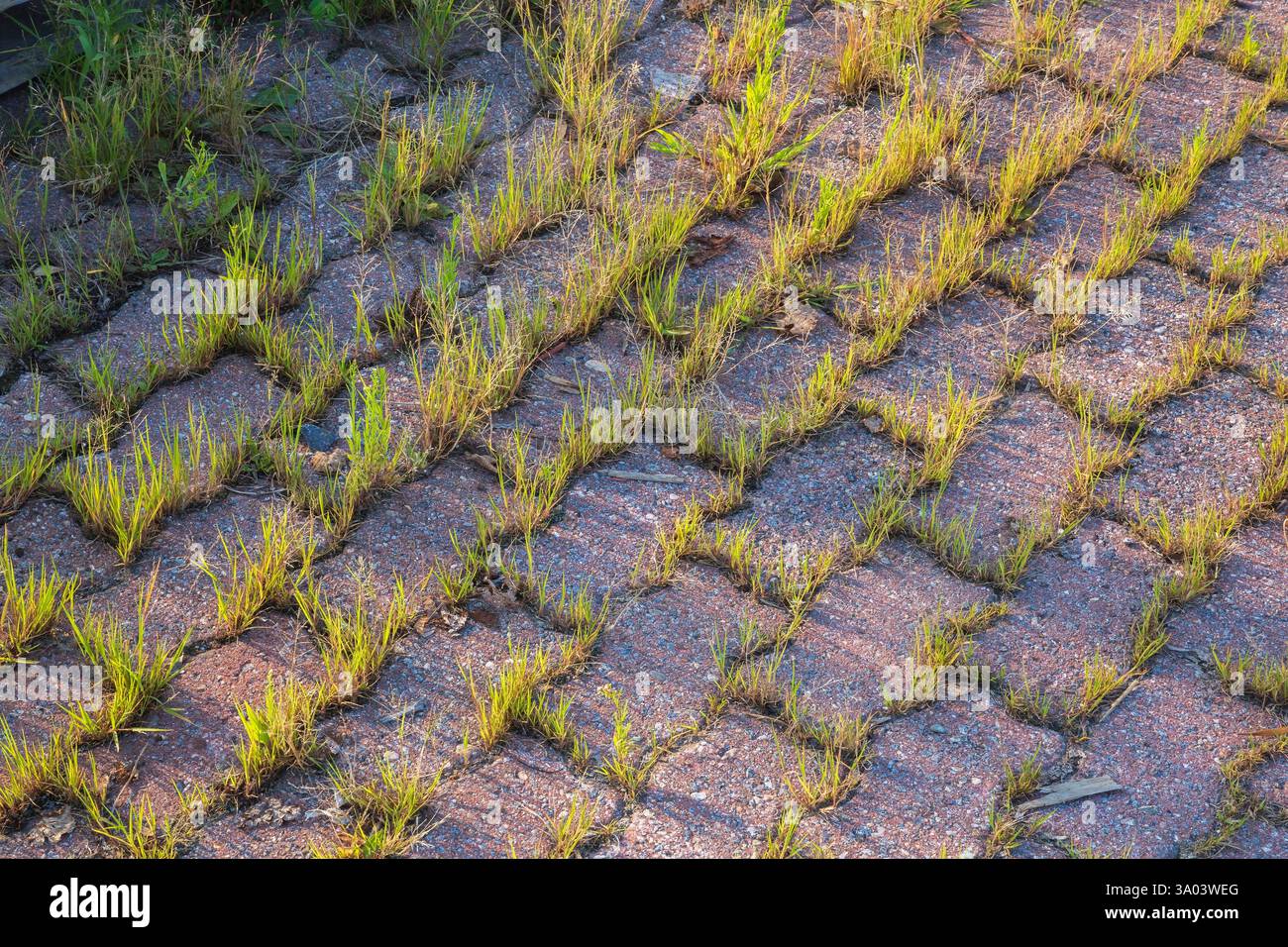 Grass and weeds growing in the joints between irregular shaped ...