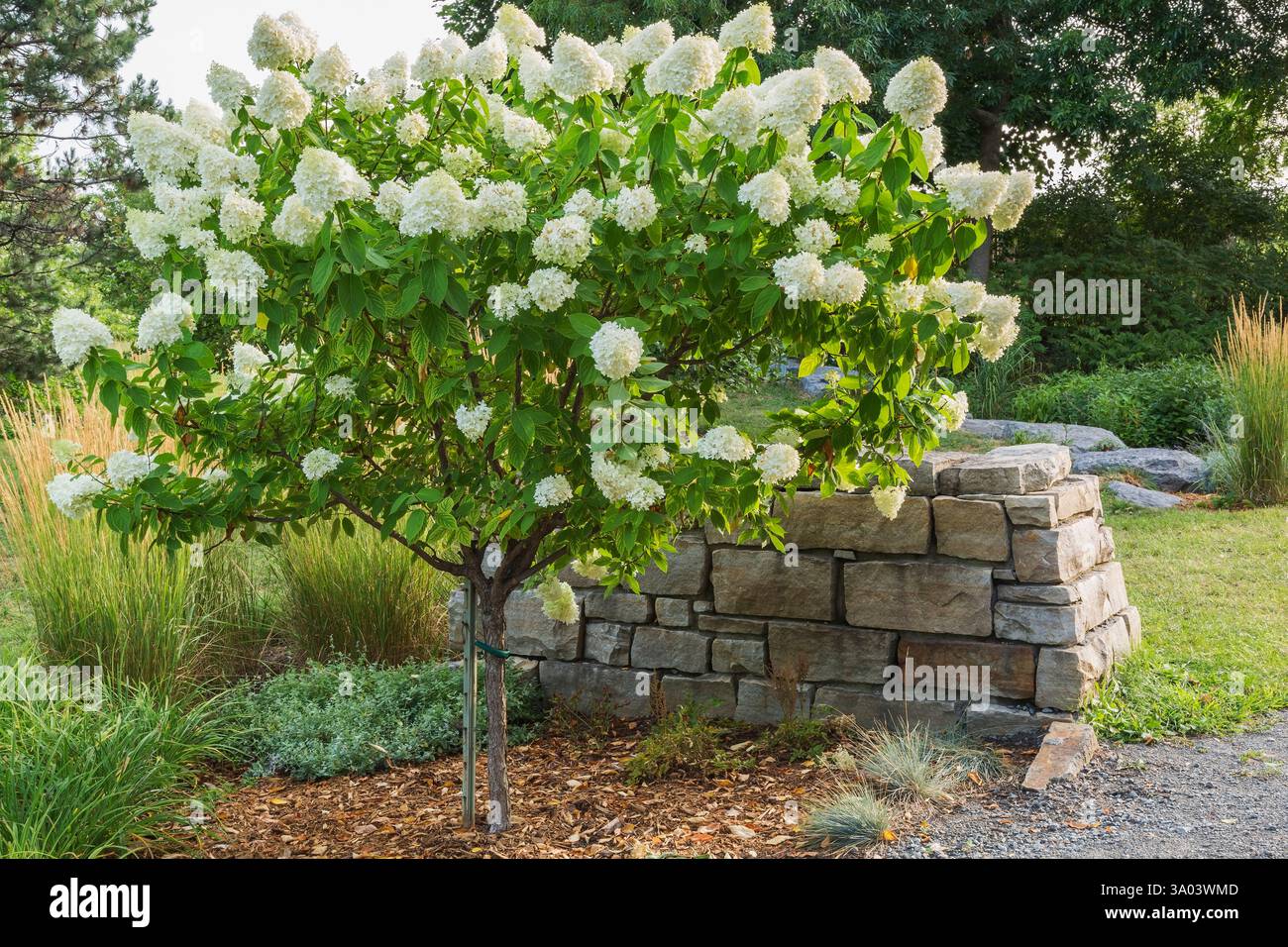 White flowering Hydrangea tree with support stake in brown mulch border ...