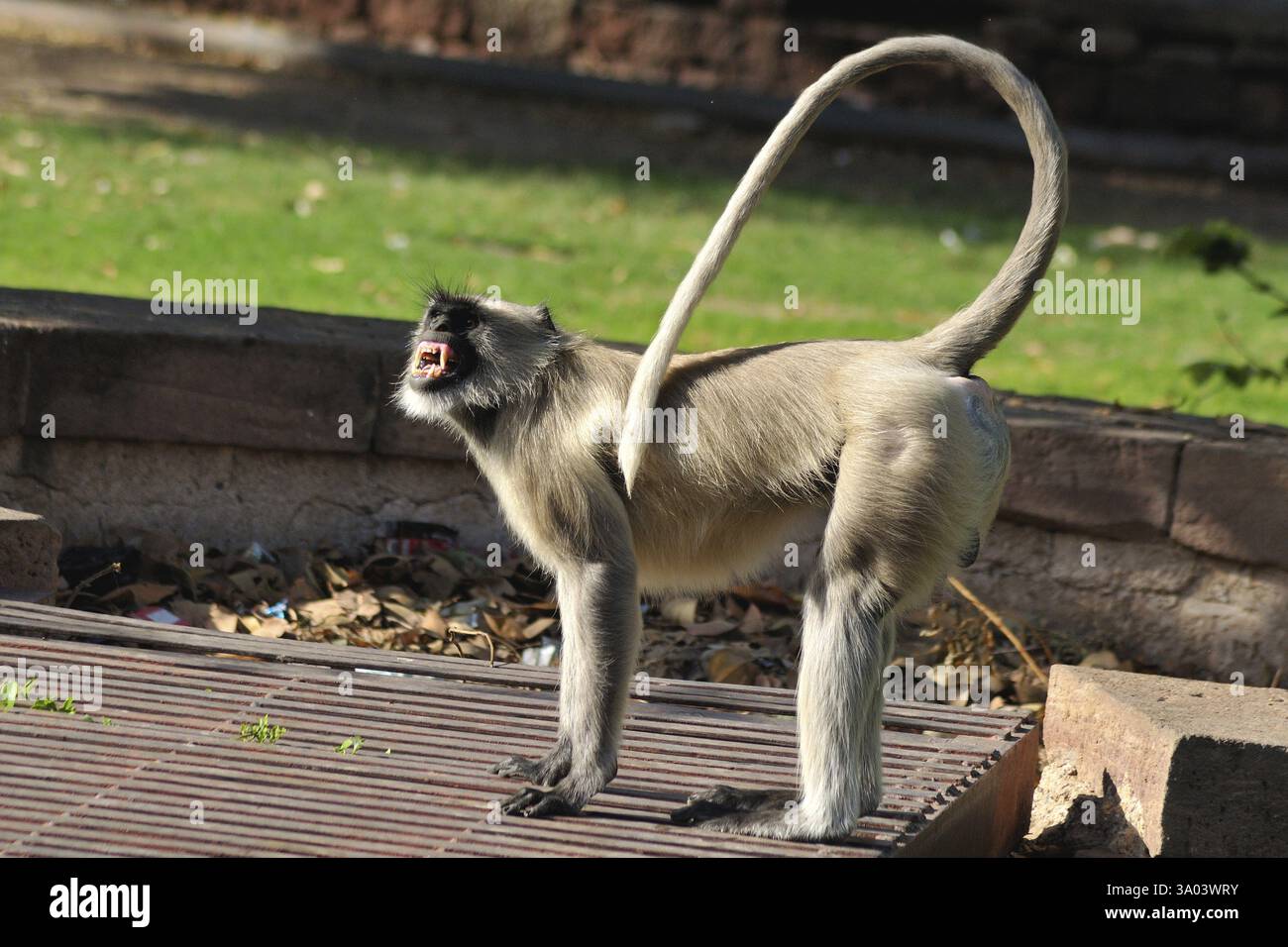 Common Languor presbytis entellus, Jodhpur, Rajasthan, India, Asia ...