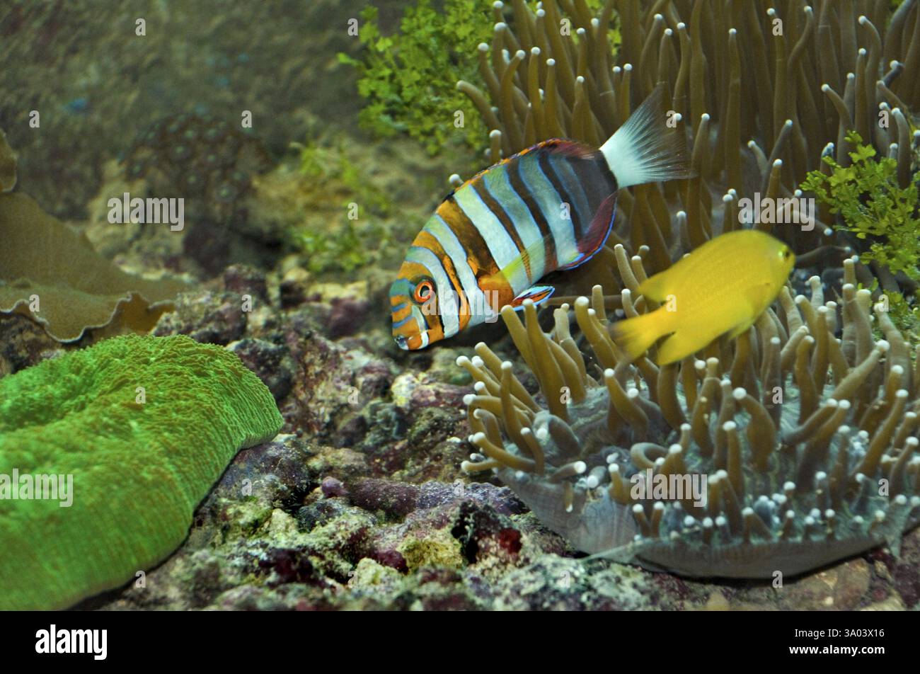 Harlequin tusk fish, Green Island, Cairns, Queensland, Australia ...