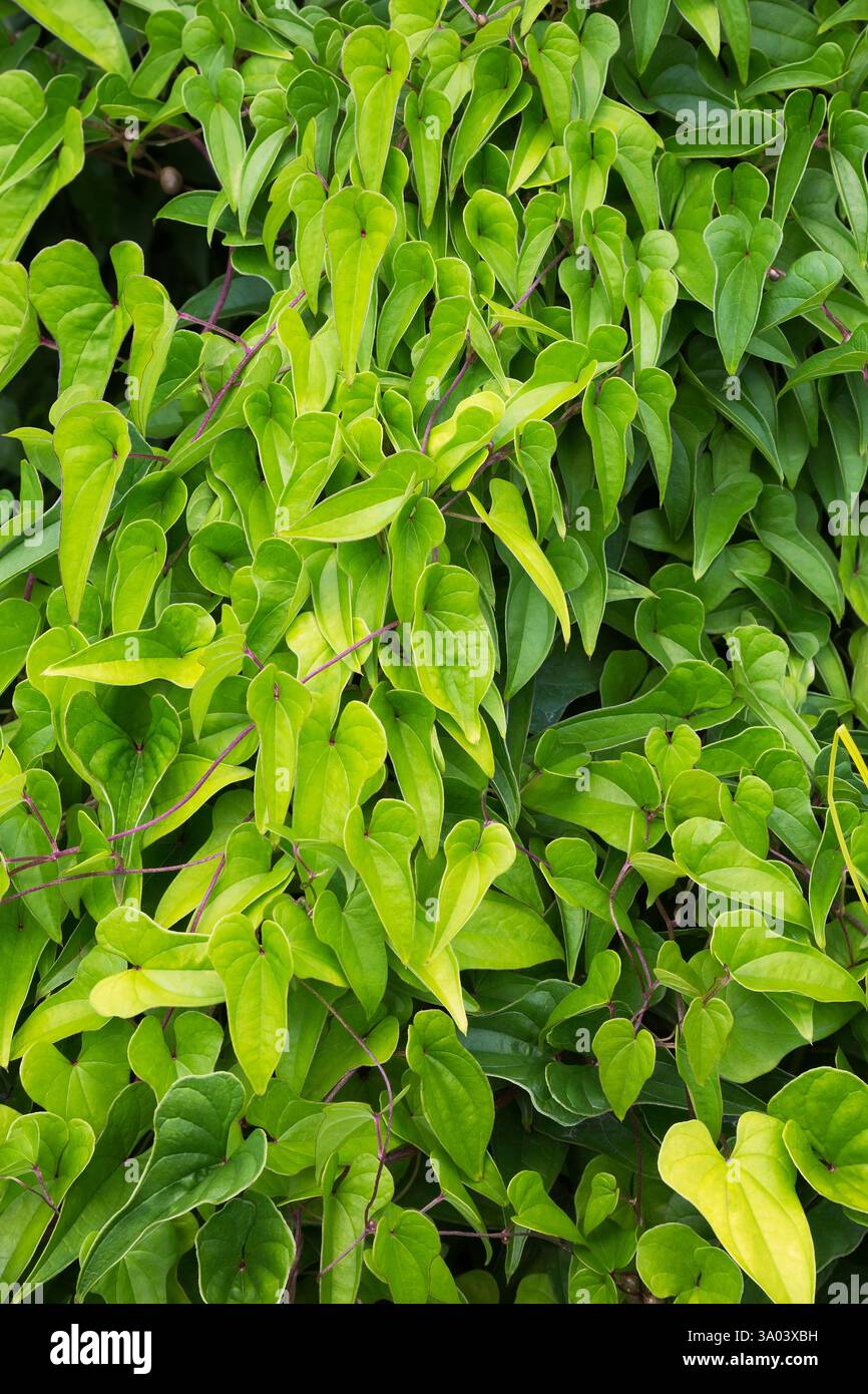Close-up of Dioscorea batatas - Chinese Yam climbing perennial plant in ...