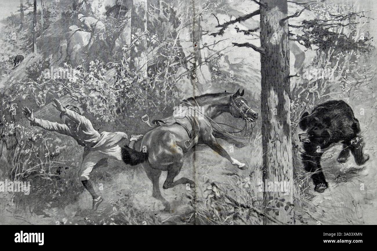 Taken by surprise, bear shooting at an Indian hill station, India, Asia ...