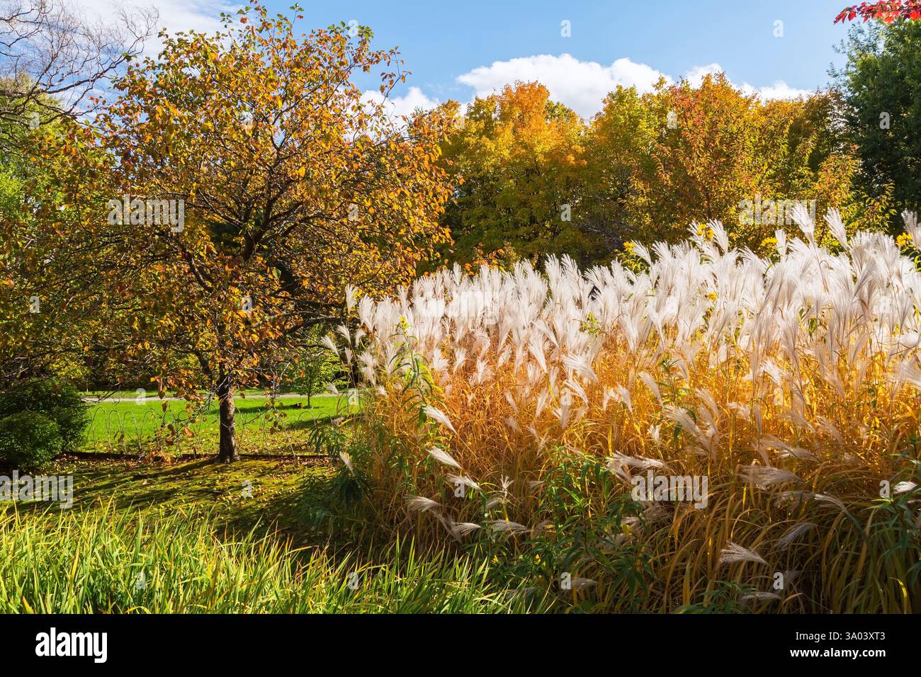 Malus - Crabapple tree with orange leaves and Miscanthus sinensis ...