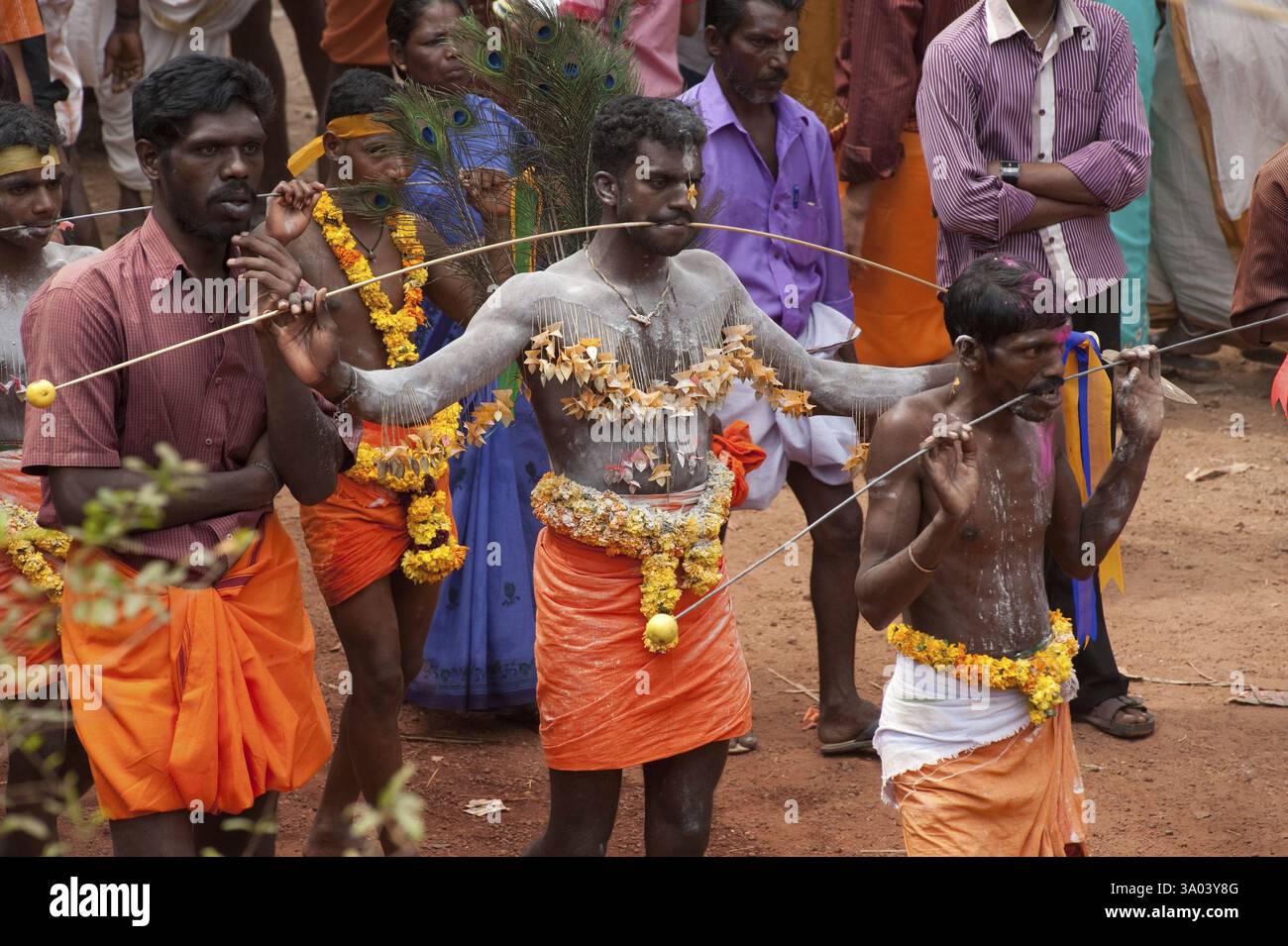 Devotees piercing body with skewers in kavadiatam thaipooyam ...