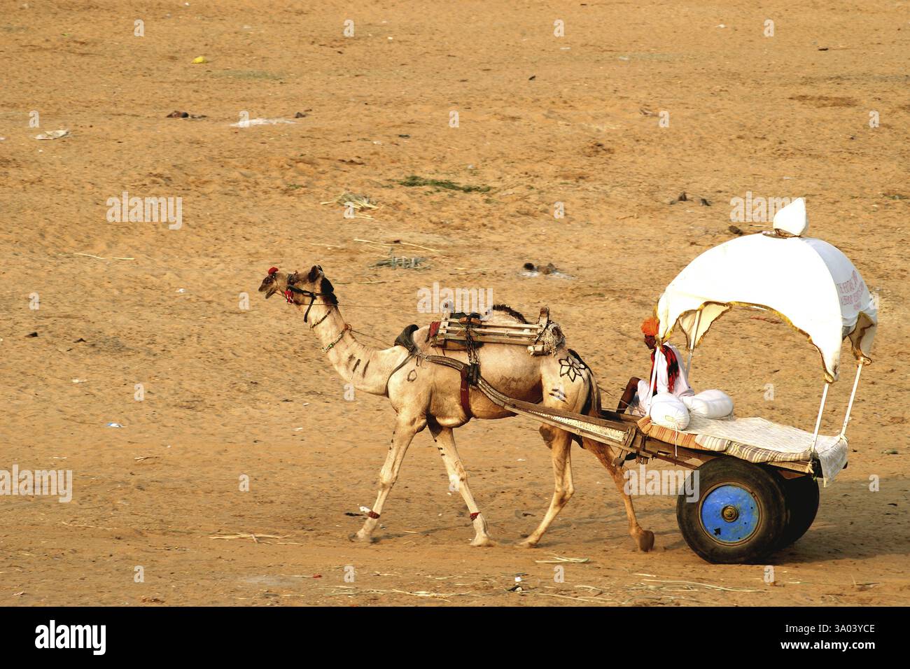 Camel cart at Pushkar, Rajasthan, India, Asia Stock Photo - Alamy