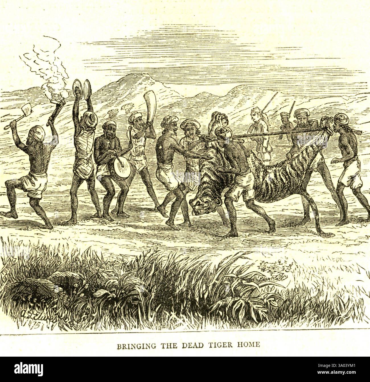 Hunting & animal views, bringing the dead tiger home, India, Asia Stock ...