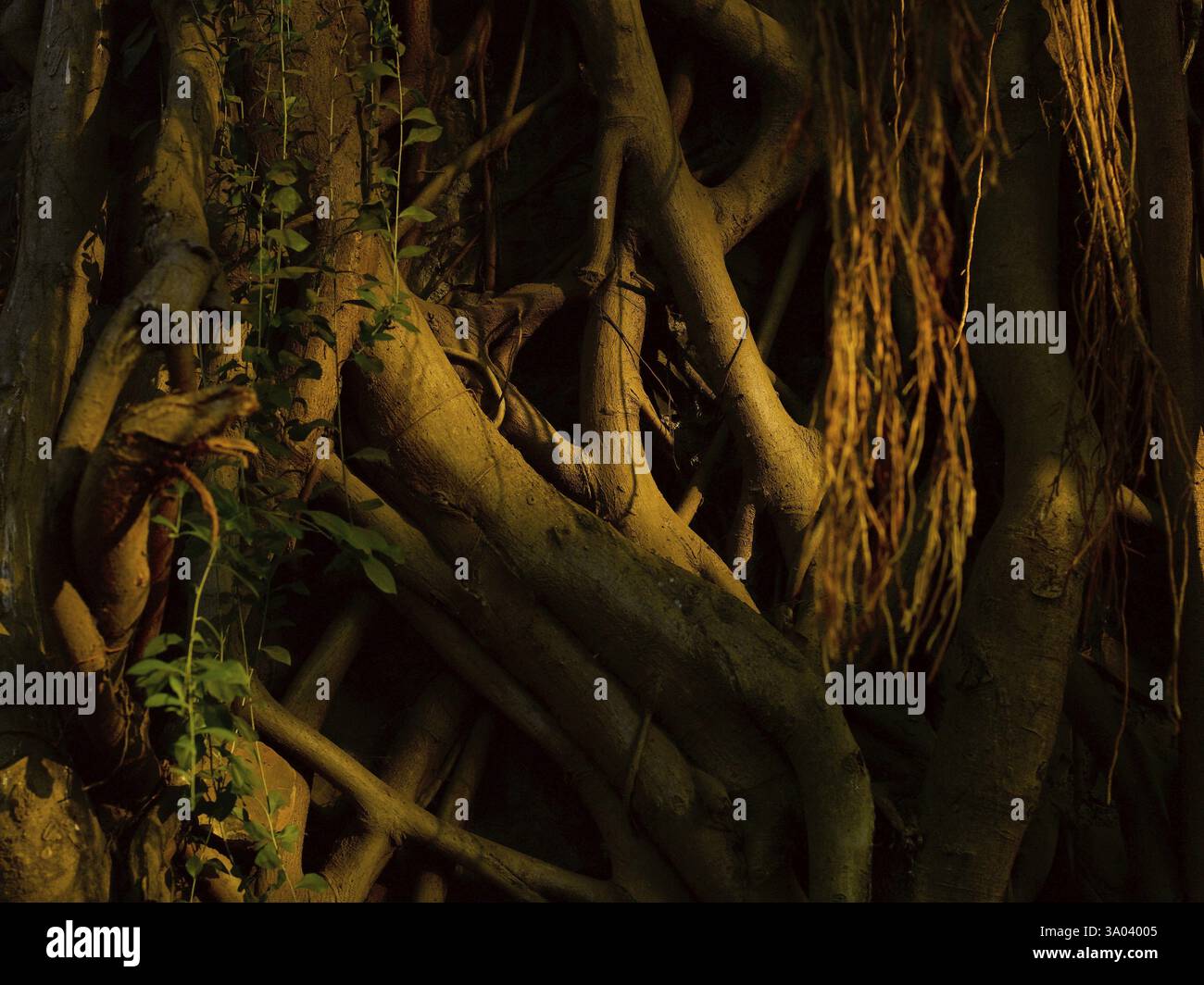 Roots of neem tree Stock Photo - Alamy