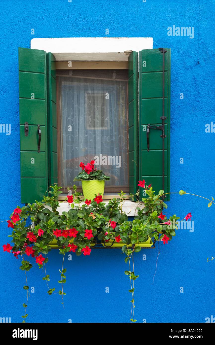 Blue stucco house wall decorated with red flowering spreading plant in ...
