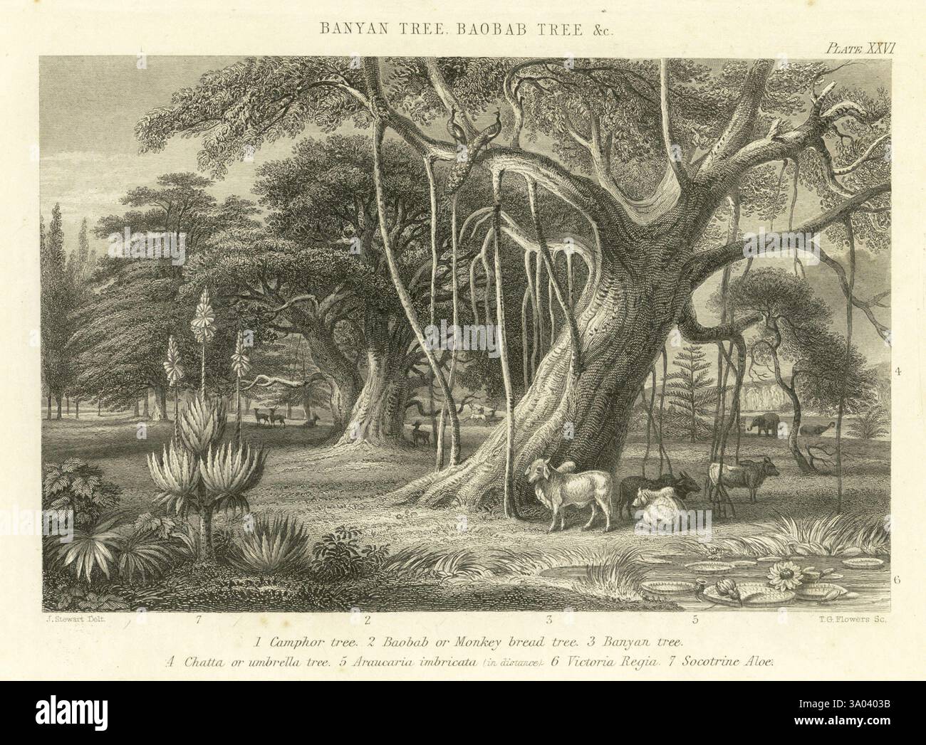Lithographs Banyan Tree, Baobab Tree & etc, India, Asia Stock Photo - Alamy