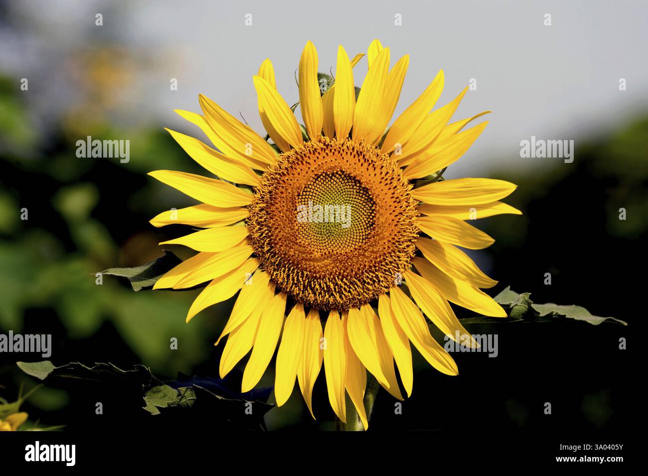 Sunflower in full bloom, Calcutta Kolkata, West Bengal, India, Asia ...