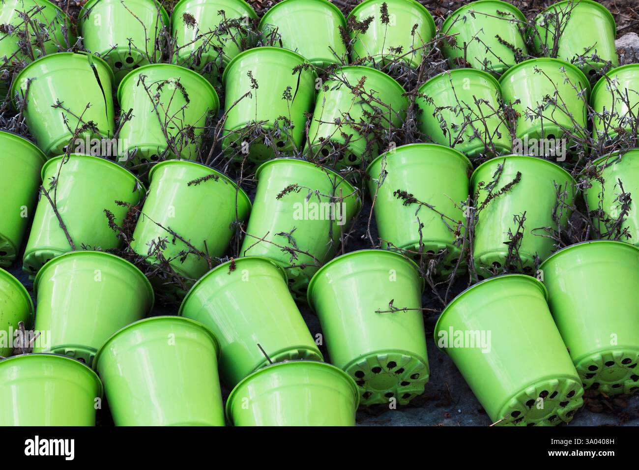 Withered plants in discarded tipped over lime green plastic containers ...