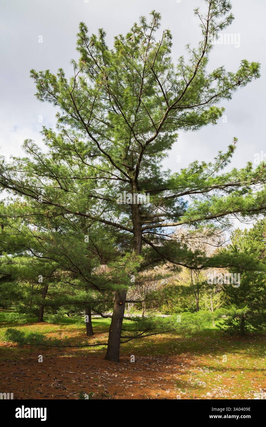 Pinus x schwerinii - Pine tree in spring, Montreal Botanical Garden ...