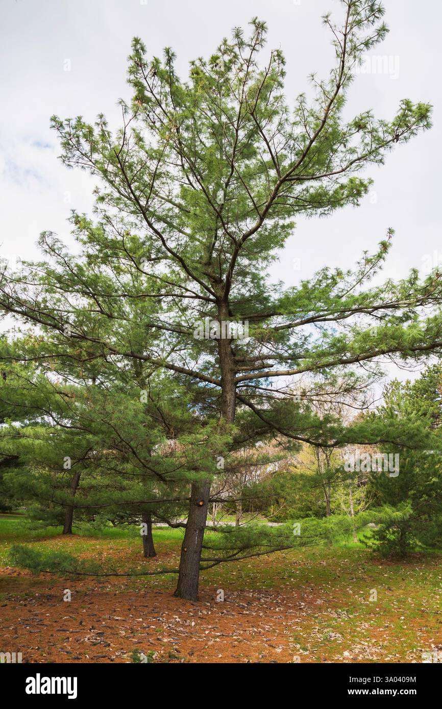 Pinus x schwerinii - Pine tree in spring, Montreal Botanical Garden ...