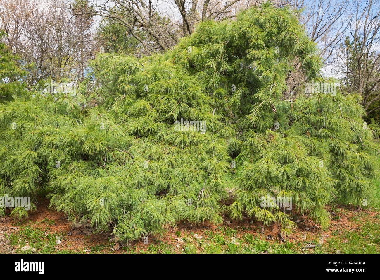 Pinus strobus 'Pendula' - Eastern White Pine tree in spring, Montreal ...