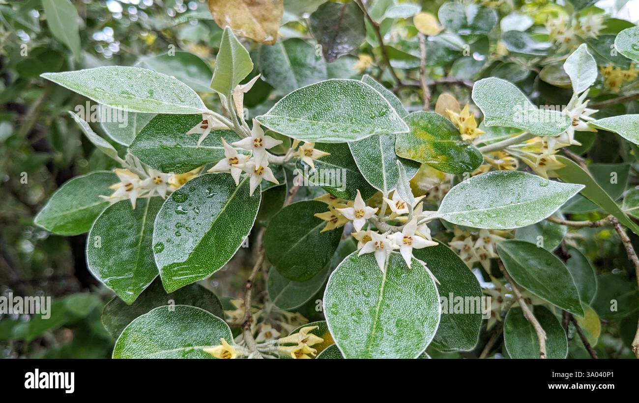 Japanese silverberry (Elaeagnus umbellata) flowers Stock Photo - Alamy