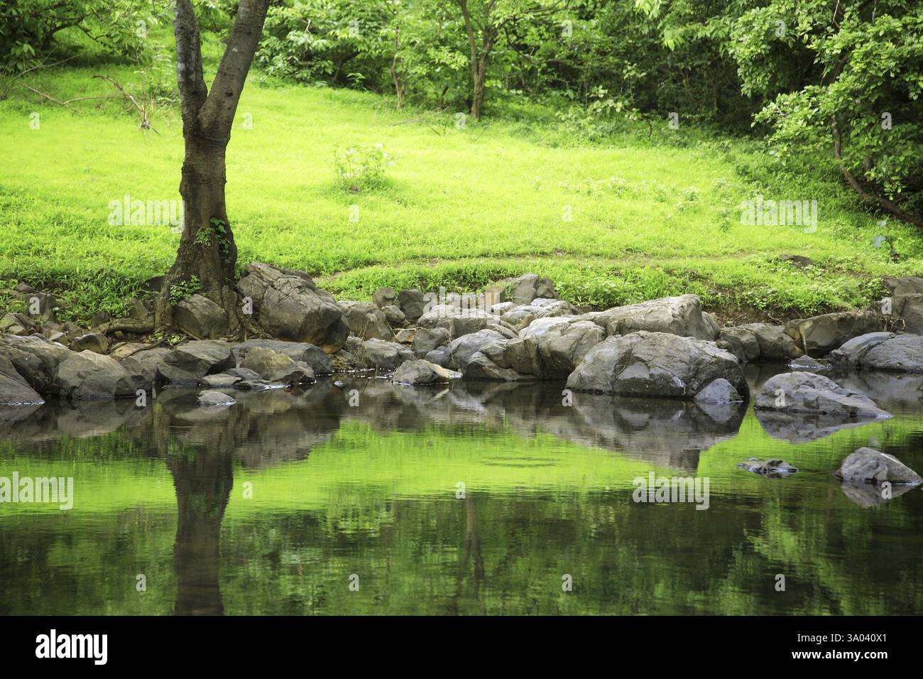 Tree reflection in river in sanjay gandhi national park, Borivali ...