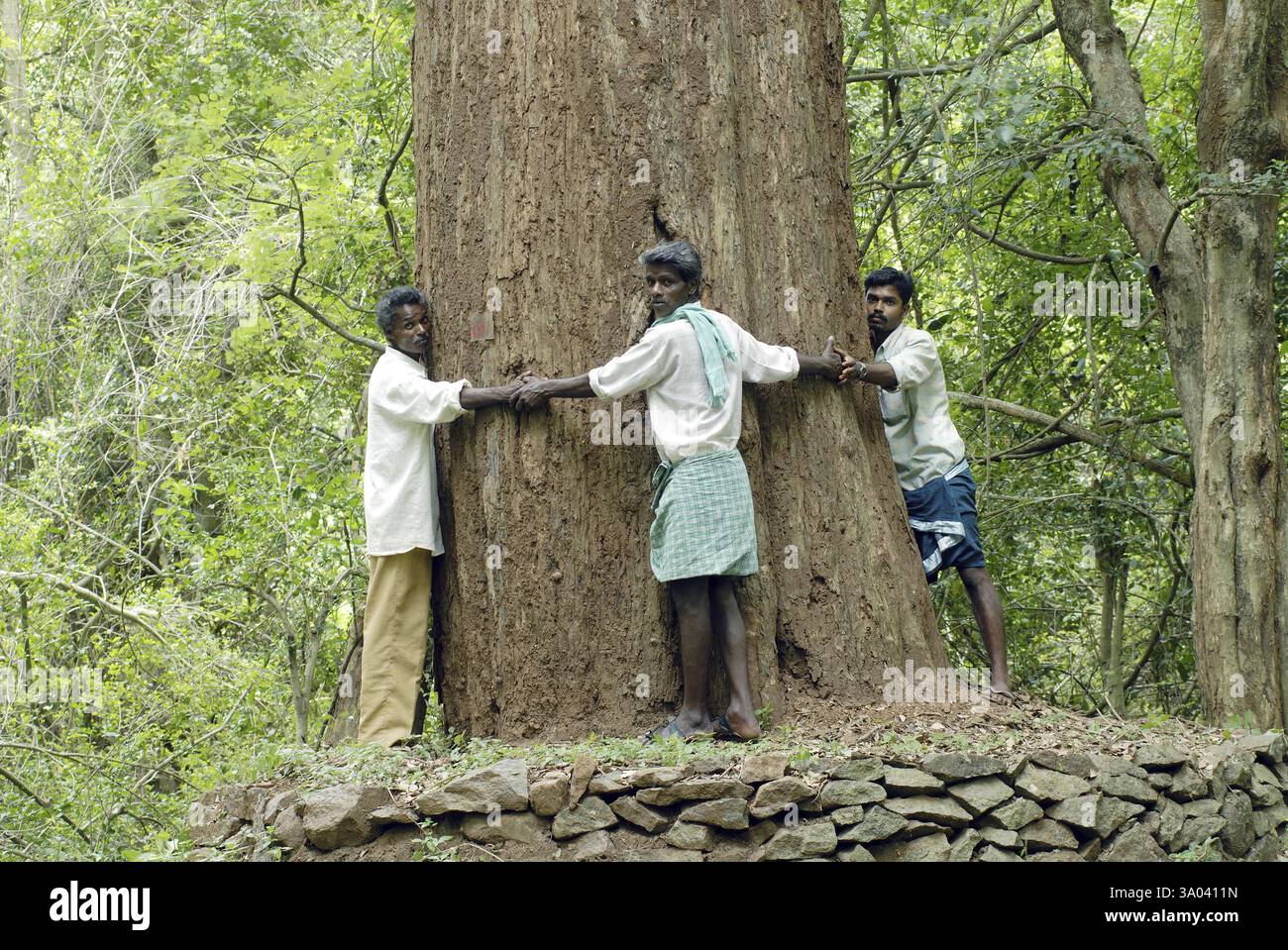 People encircling 7 meter girth largest rose wood tree in Yanaipallam ...