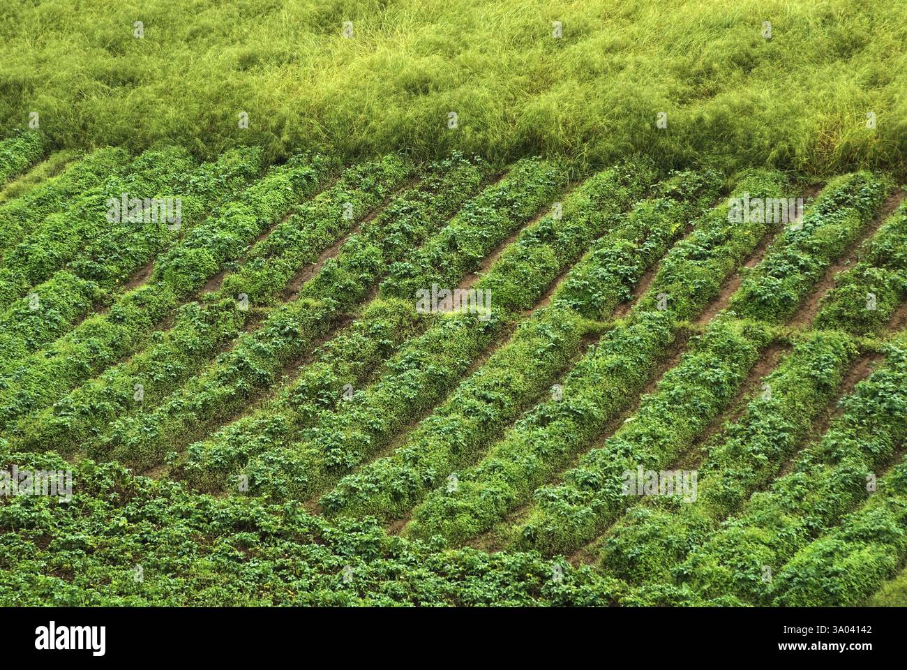 Field of vegetables, Shillong, Meghalaya, India, Asia Stock Photo - Alamy